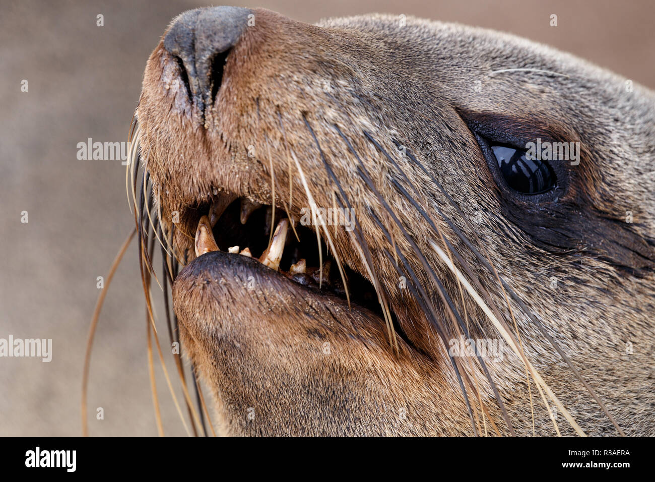 Furse park hi-res stock photography and images - Alamy