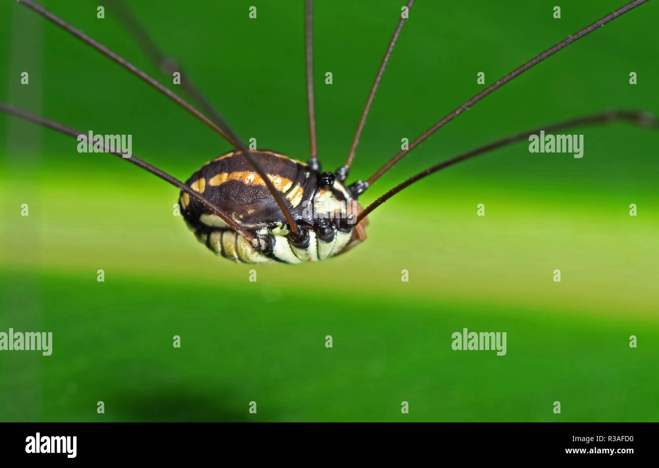 Macro Photography of Harvestmen or Daddy Longlegs on Green Leaf Stock ...