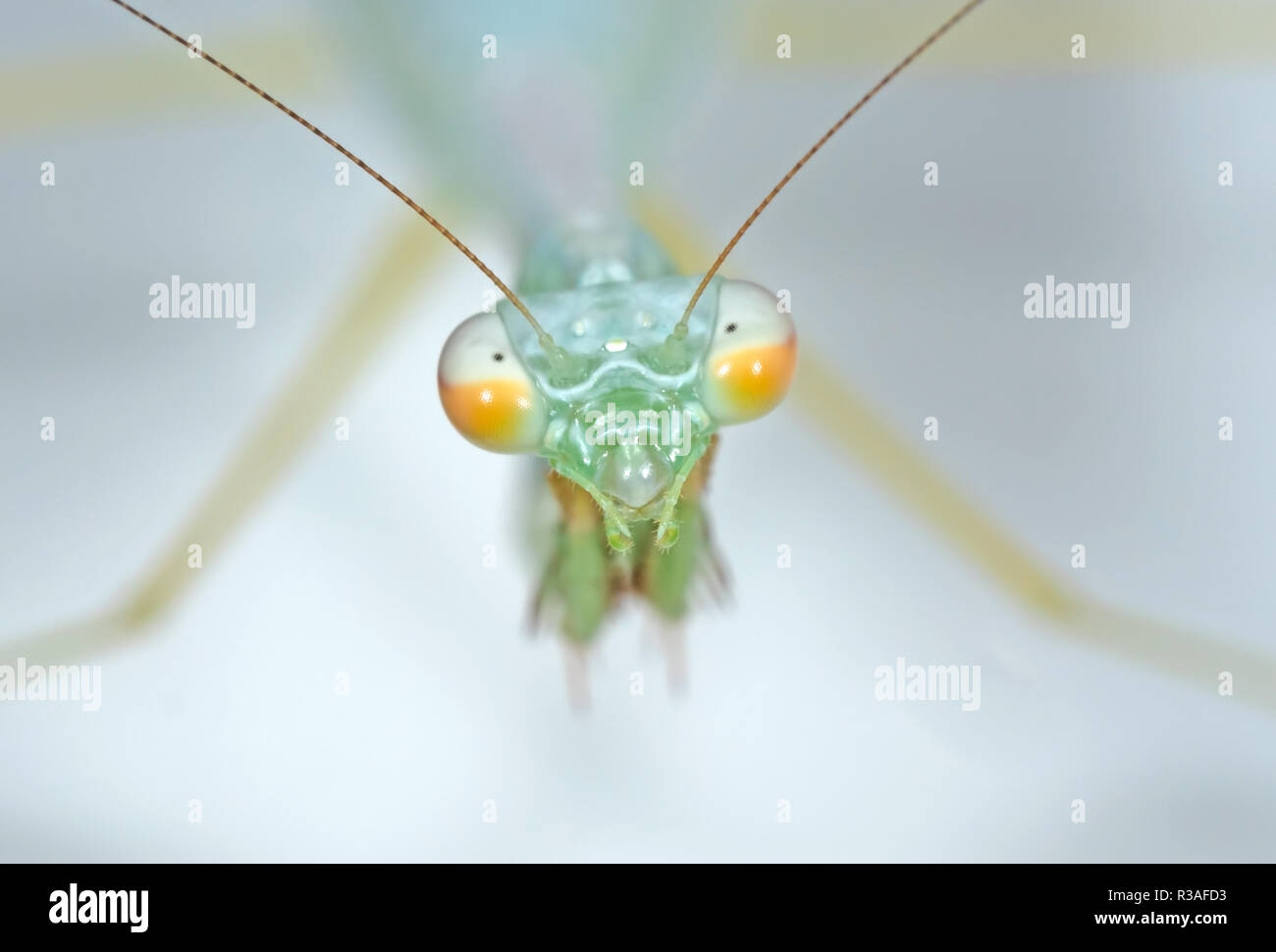 Macro Photography of Head of Praying Mantis Isolated on Background ...