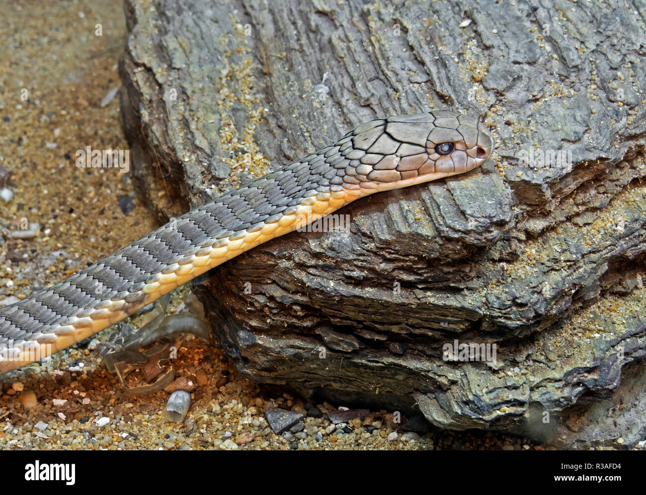 Sand cobra hi-res stock photography and images - Alamy