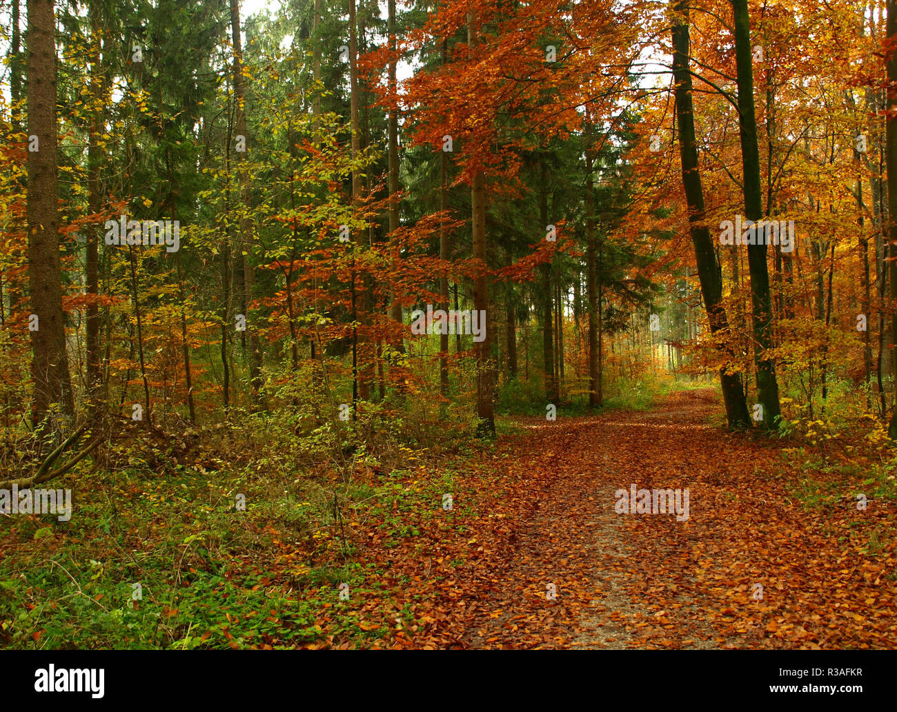 Waldspaziergang autumn hi-res stock photography and images - Alamy