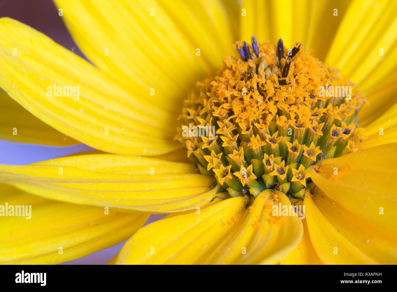 Heliantus High Resolution Stock Photography and Images - Alamy