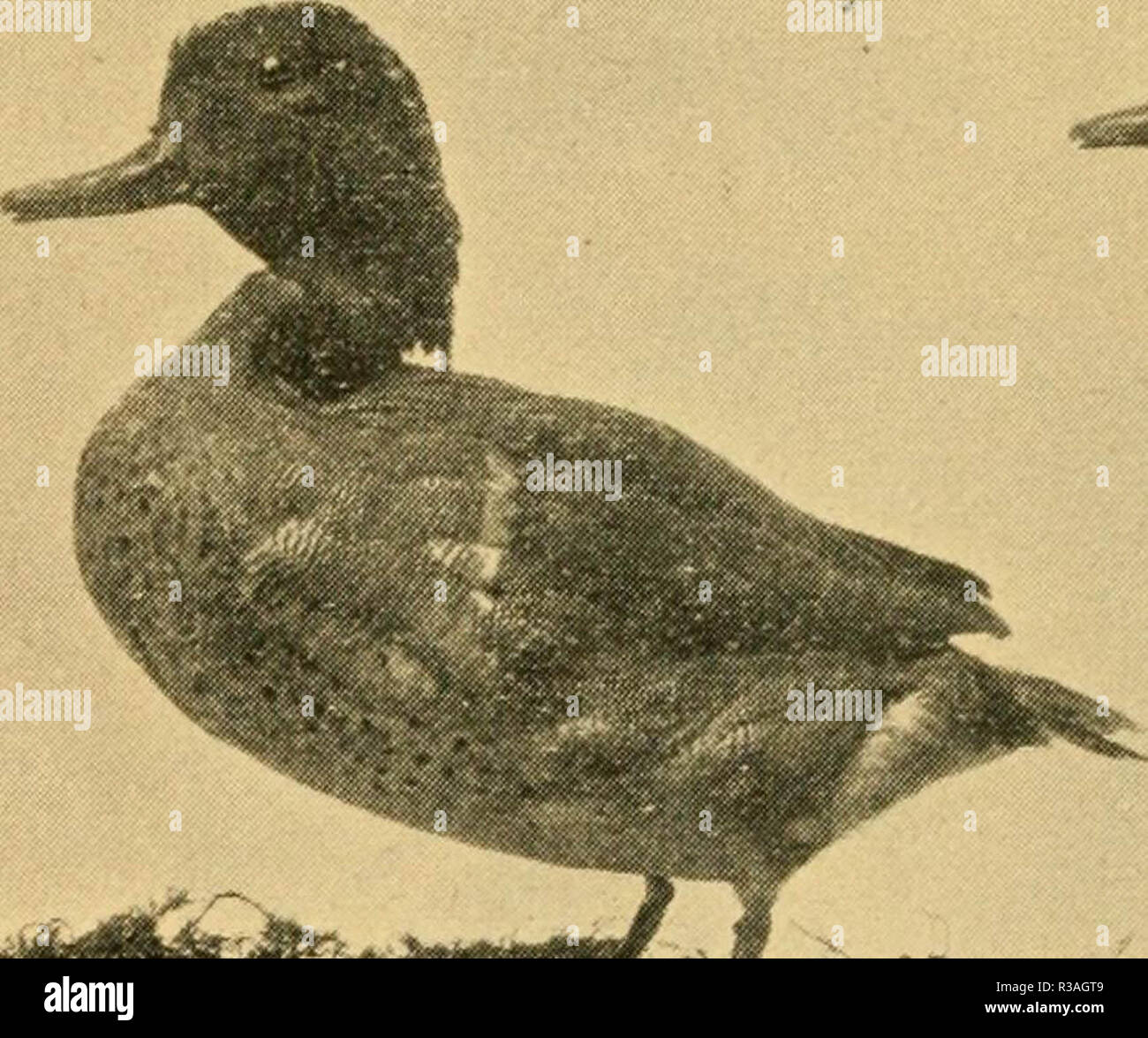 "California game "marked down";" (1896 Stock Photo - Alamy