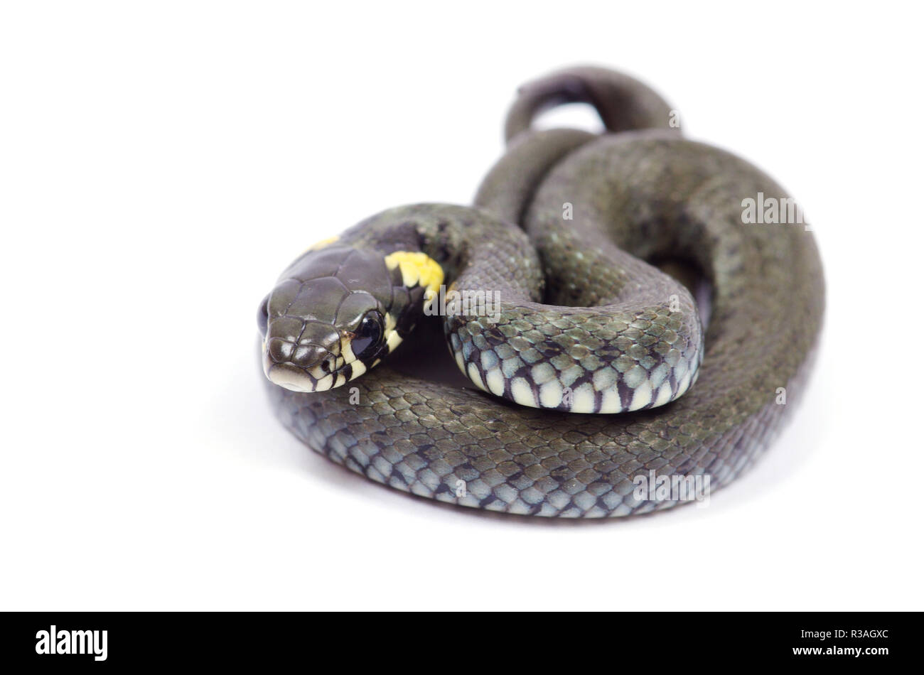 Black snake slithering Cut Out Stock Images & Pictures - Alamy