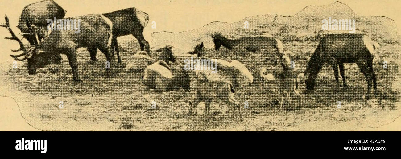 "California game "marked down";" (1896 Stock Photo - Alamy