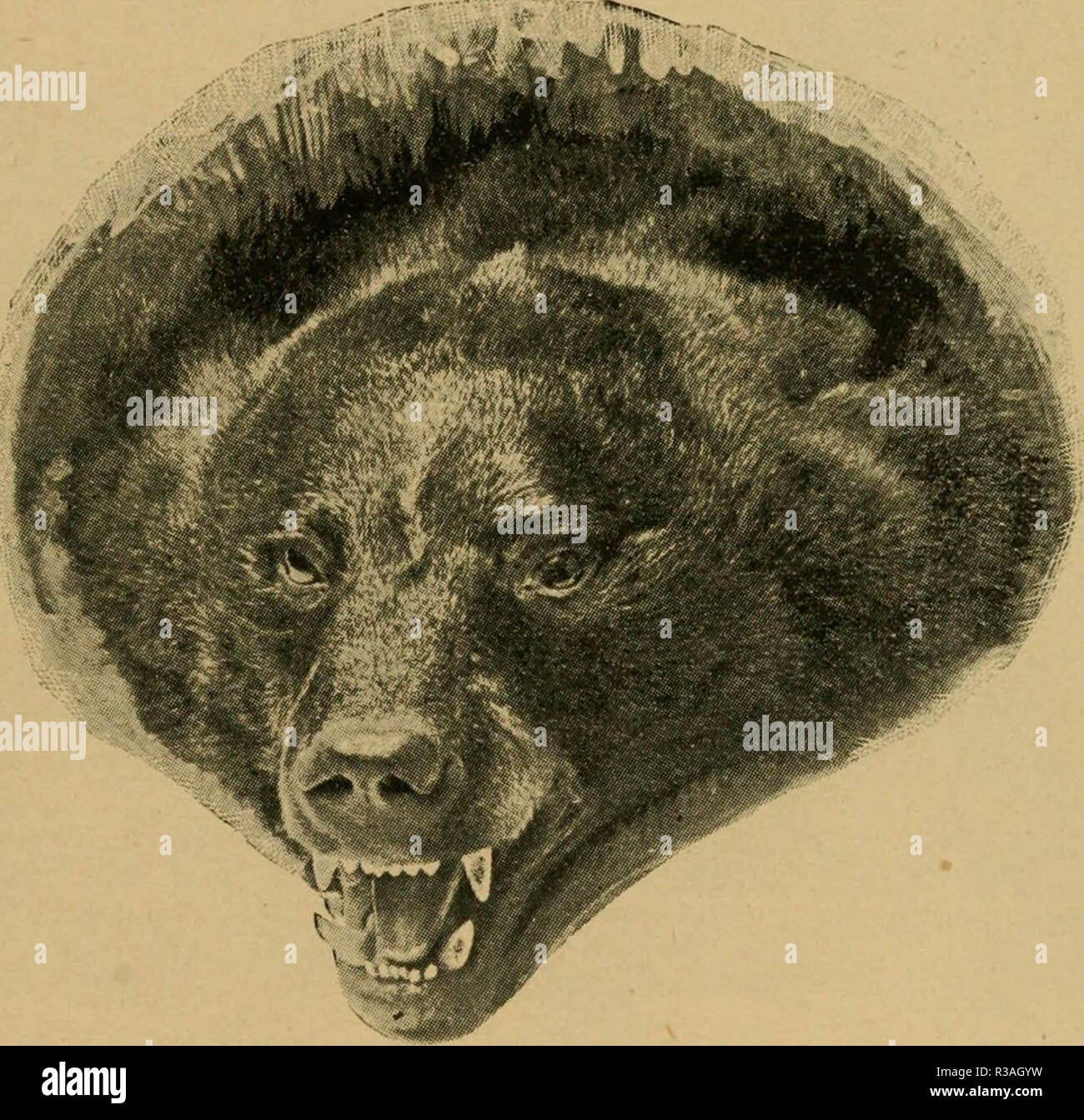 "California game "marked down";" (1896 Stock Photo - Alamy