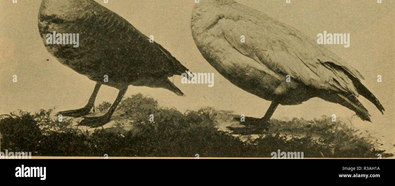 "California game "marked down";" (1896 Stock Photo - Alamy