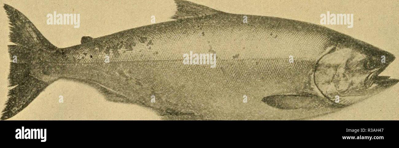 "California game "marked down";" (1896 Stock Photo - Alamy
