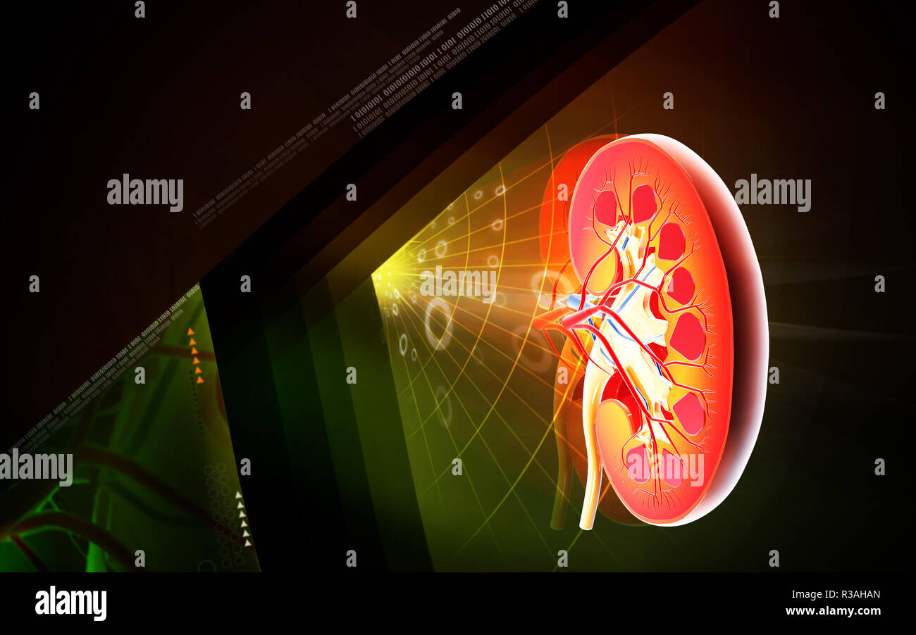 Medical illustration nephron hi-res stock photography and images - Alamy