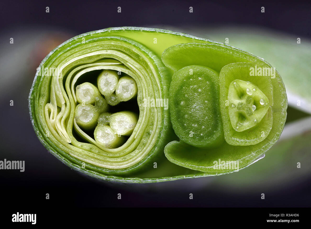 Flower bud cross section hi-res stock photography and images - Alamy