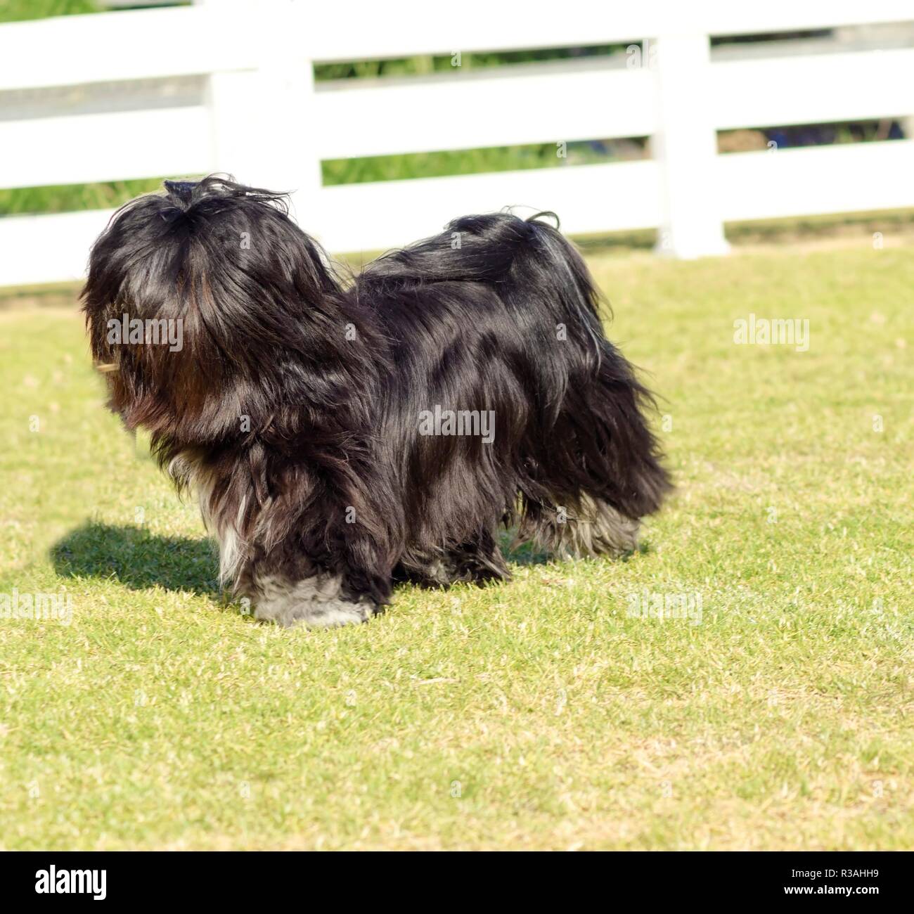 Bearded lion dog hi-res stock photography and images - Alamy