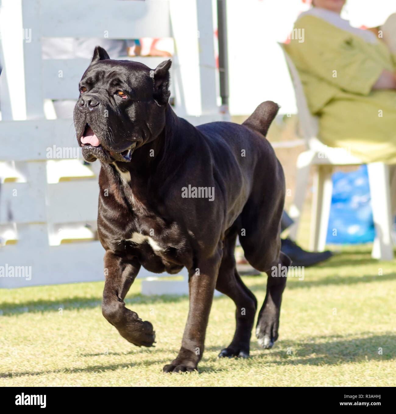 Cane corso sit hi-res stock photography and images - Alamy