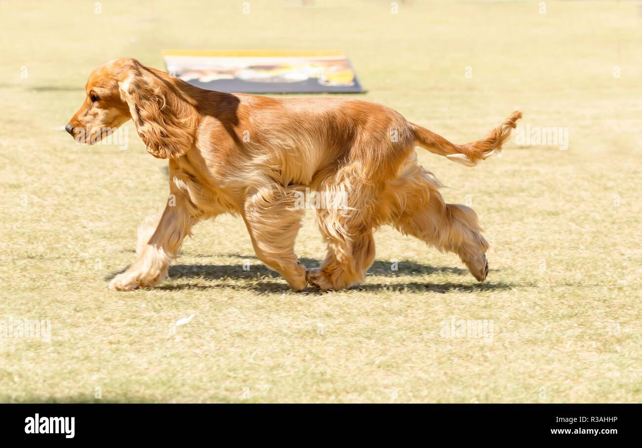 Light brown springer spaniel hi-res stock photography and images - Alamy