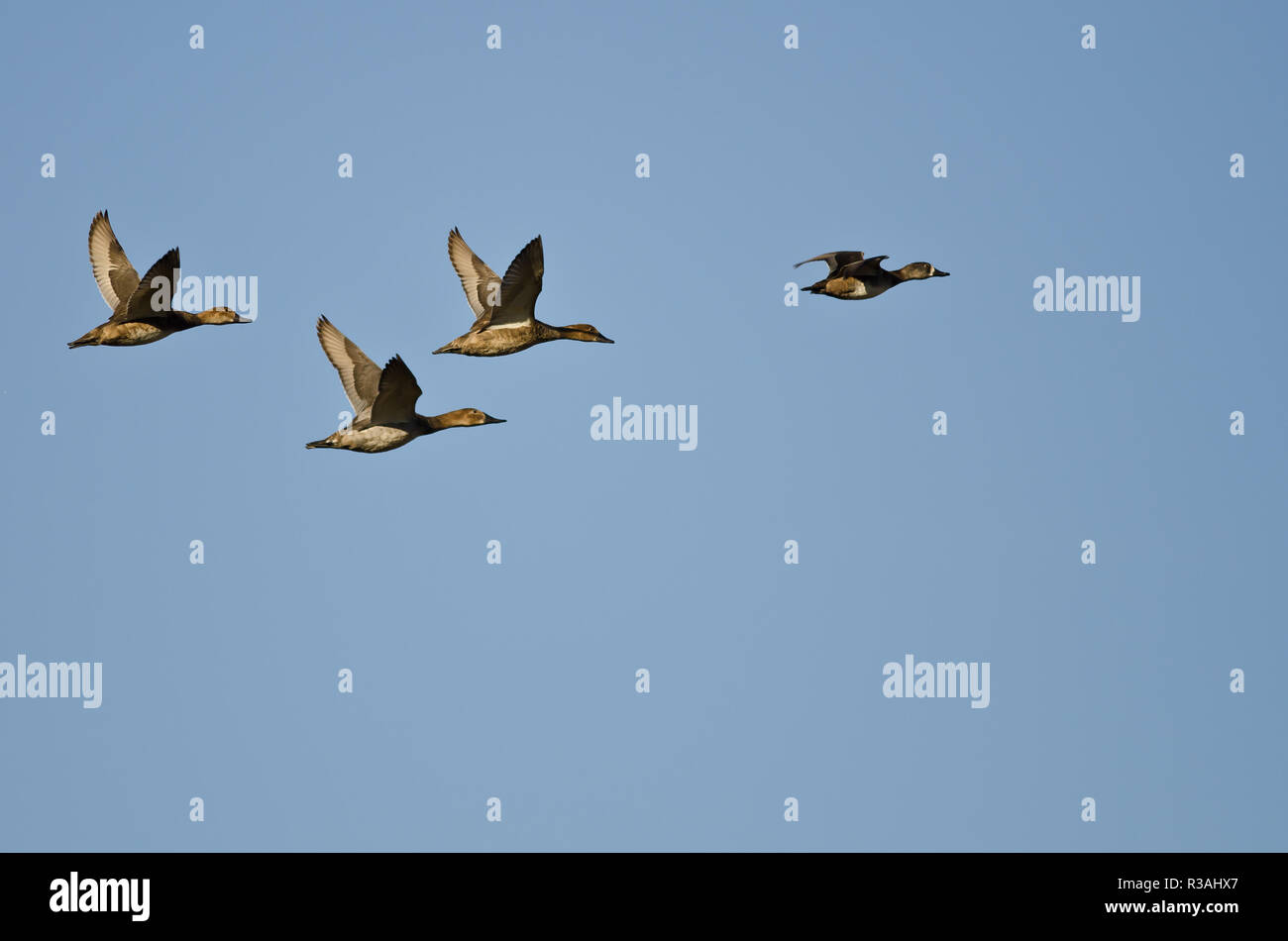 Redhead duck flying hi-res stock photography and images - Alamy