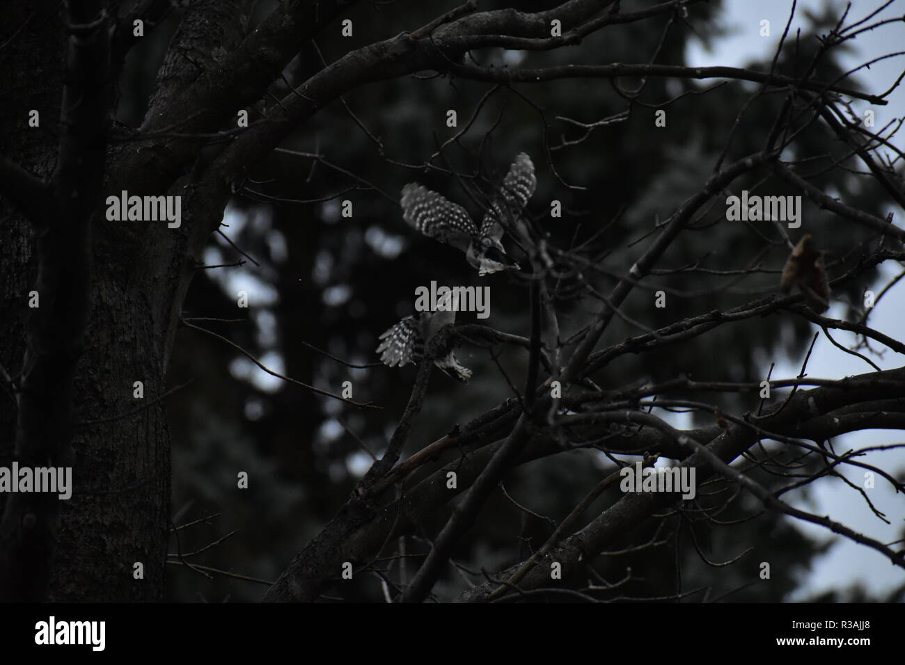 Flying motion in deciduous forest hi-res stock photography and images ...