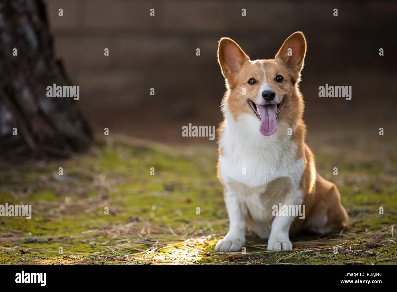 Outdoor Corgi Portrait In The Sunset Stock Photo - Alamy