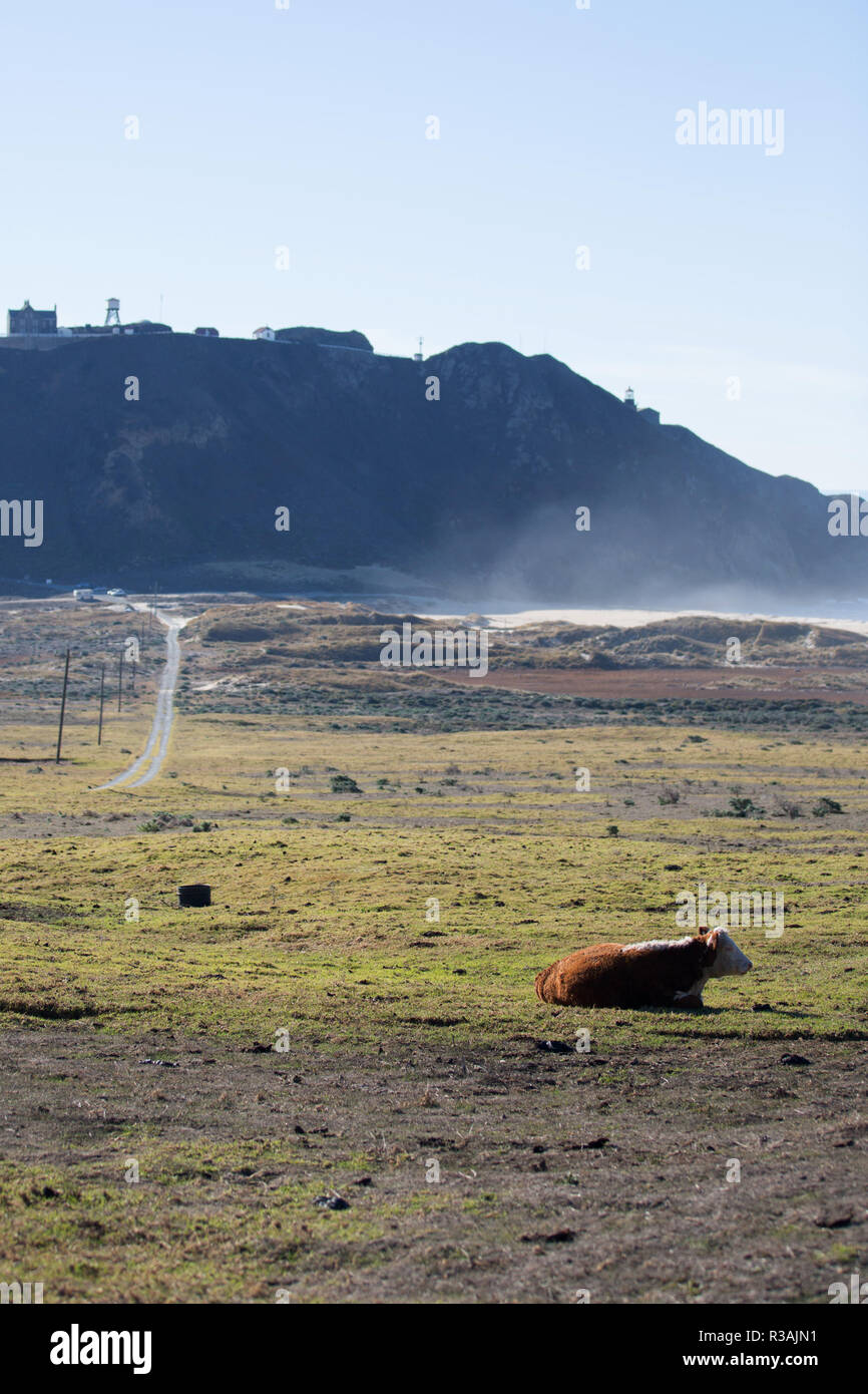 Brown Cow Resting Grazing By Ocean Stock Photo - Alamy