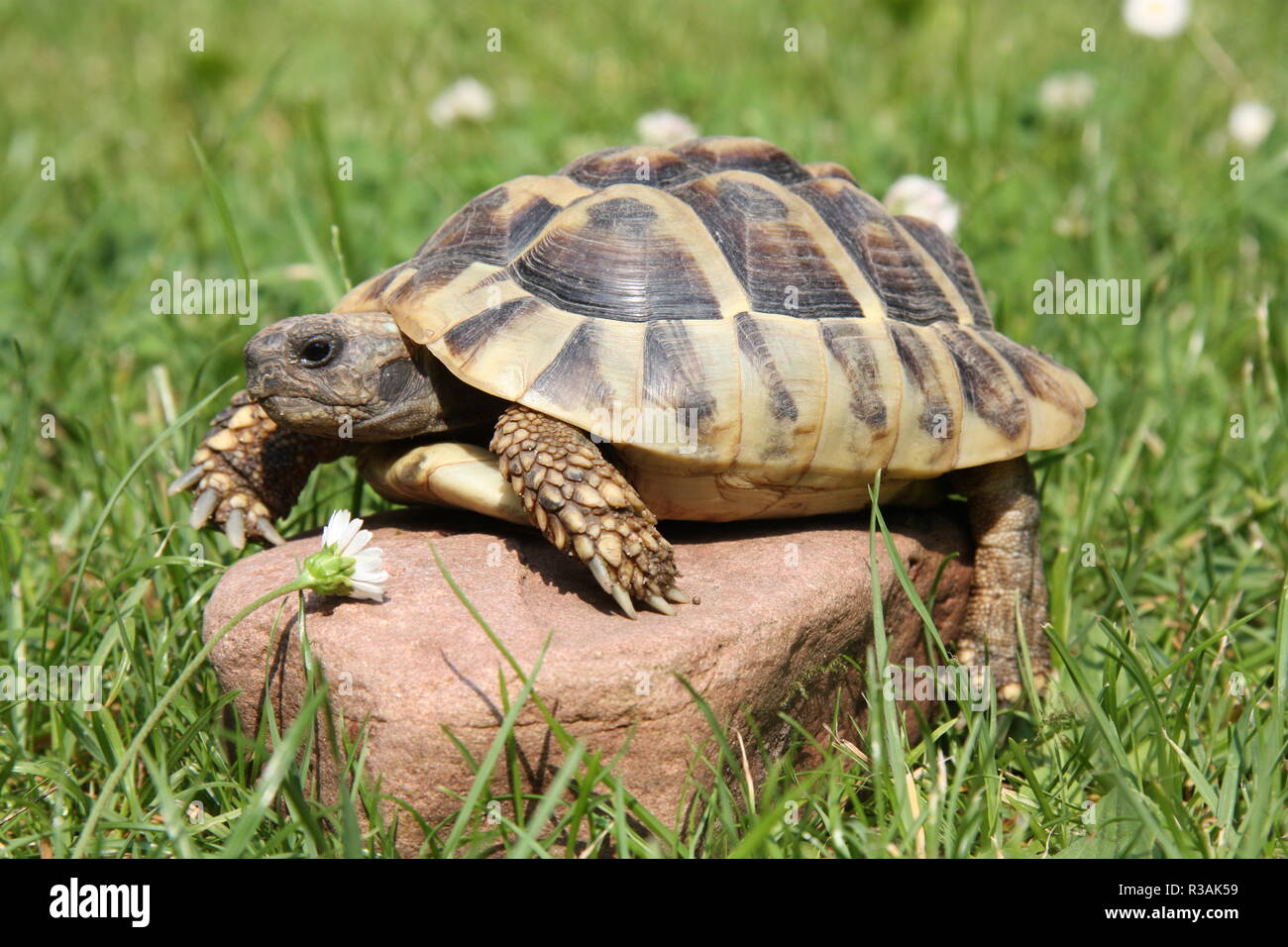 Turtle movement hi-res stock photography and images - Alamy