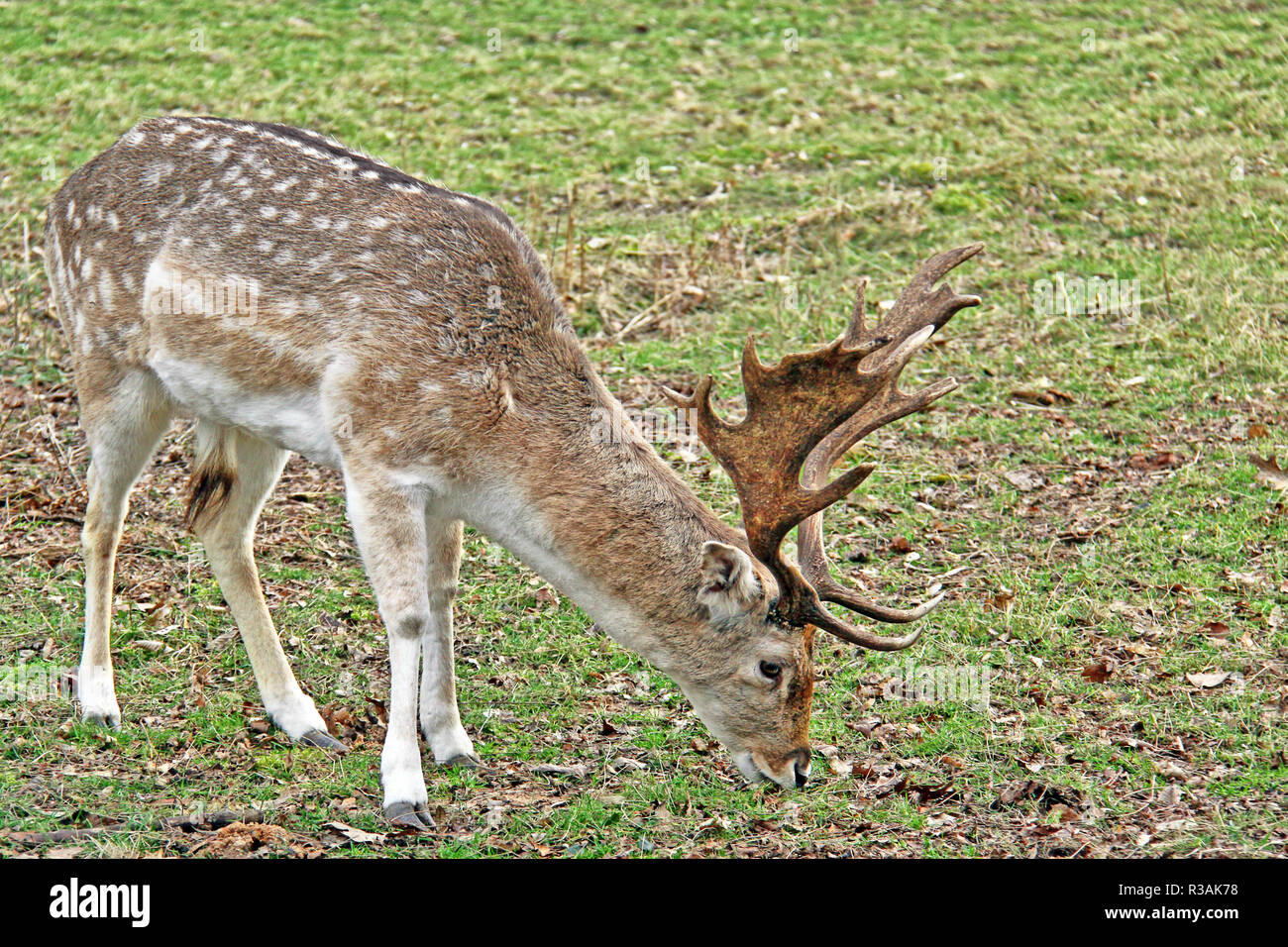 Deer browse hi-res stock photography and images - Alamy