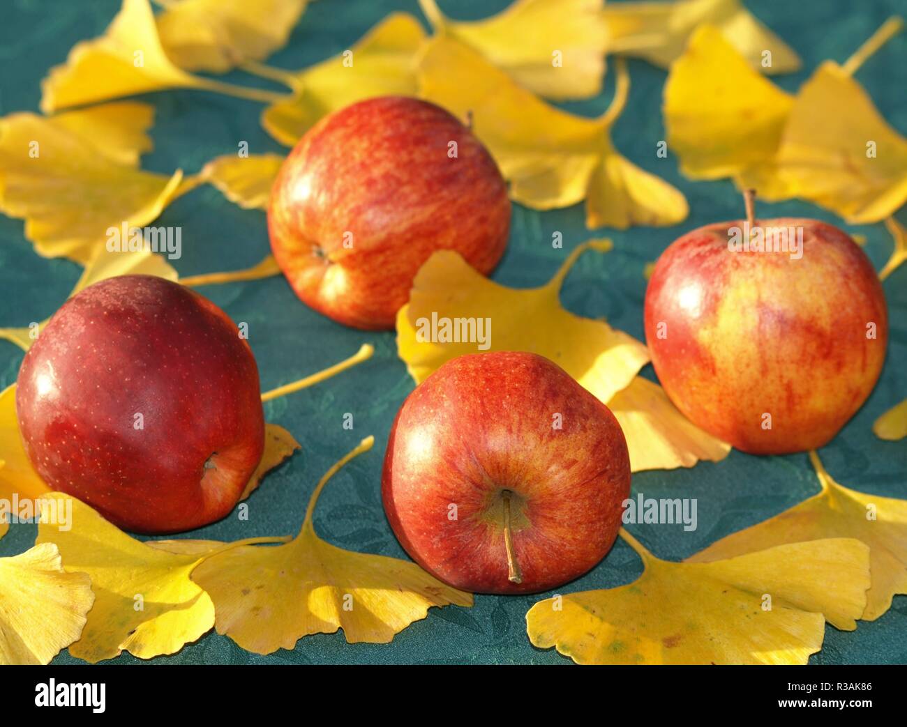 Roter boskoop hi-res stock photography and images - Alamy