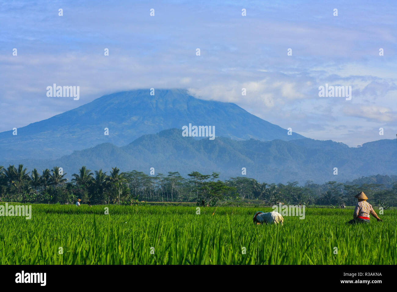 Cleaning rice fields from pest Stock Photo - Alamy