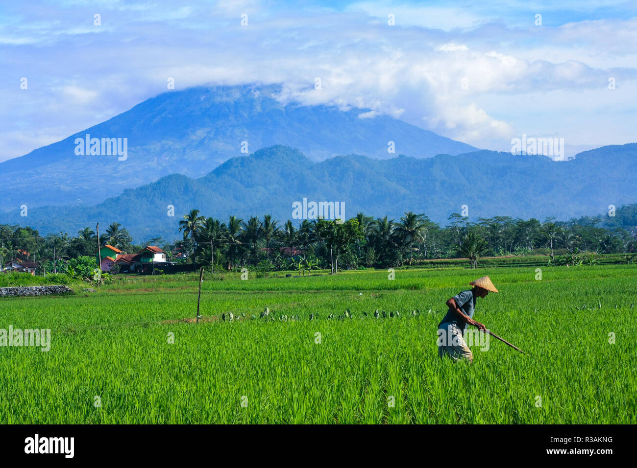 Cleaning pest on rice fields Stock Photo - Alamy