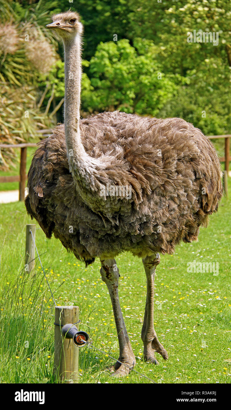 ostrich struthio camelus Stock Photo - Alamy