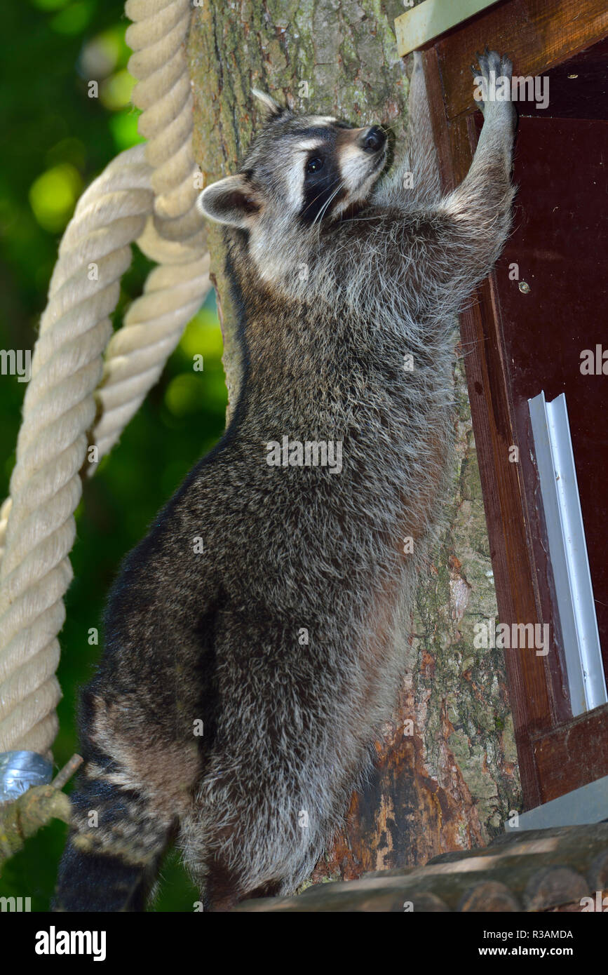 Raccoons playing hi-res stock photography and images - Alamy
