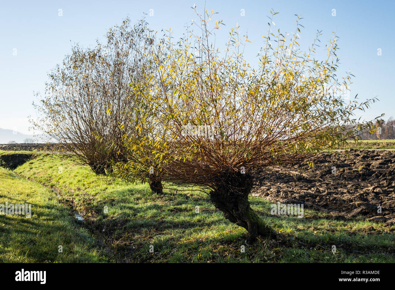 gnarled willow tree Stock Photo - Alamy