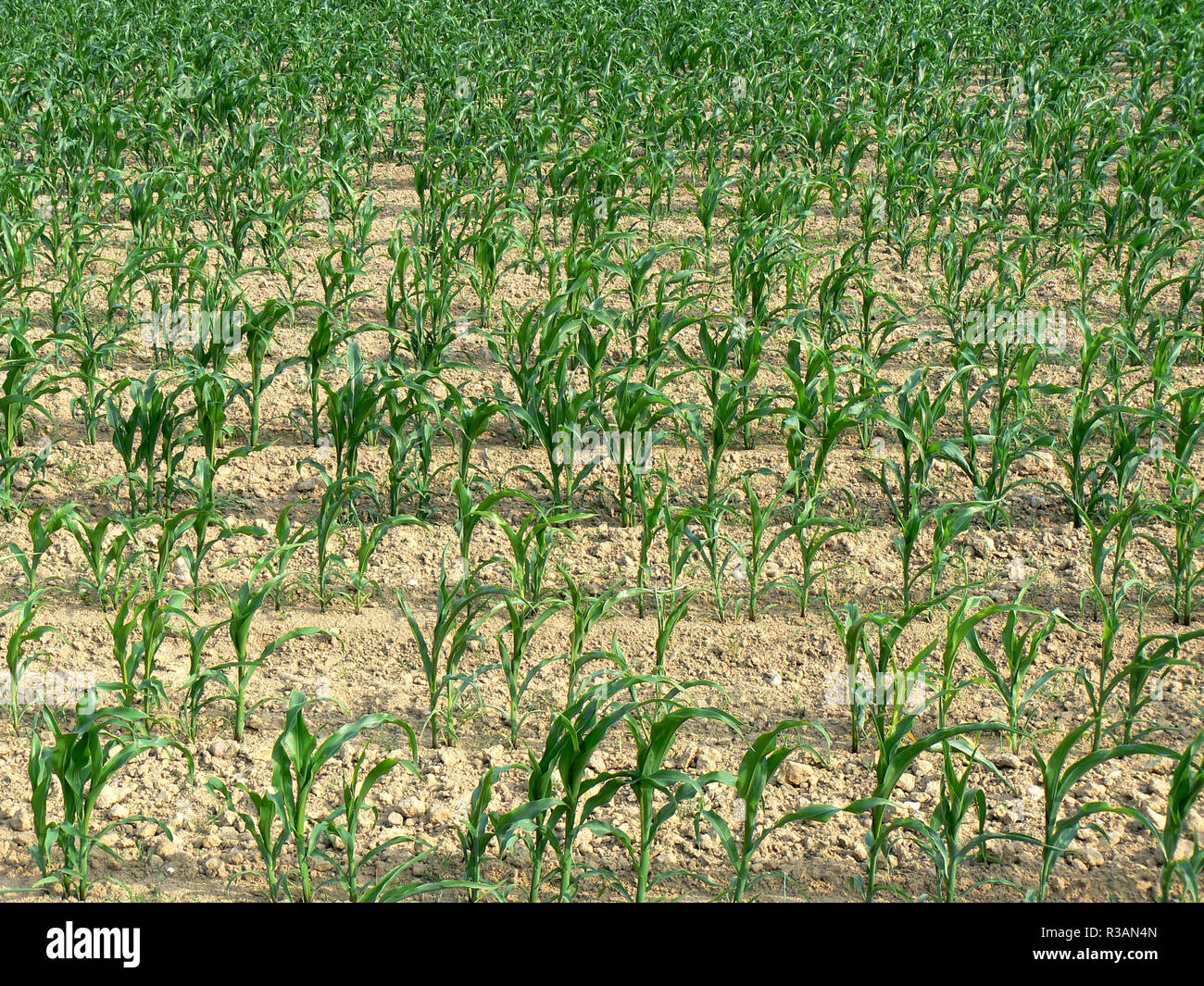 field with young corn plants Stock Photo - Alamy