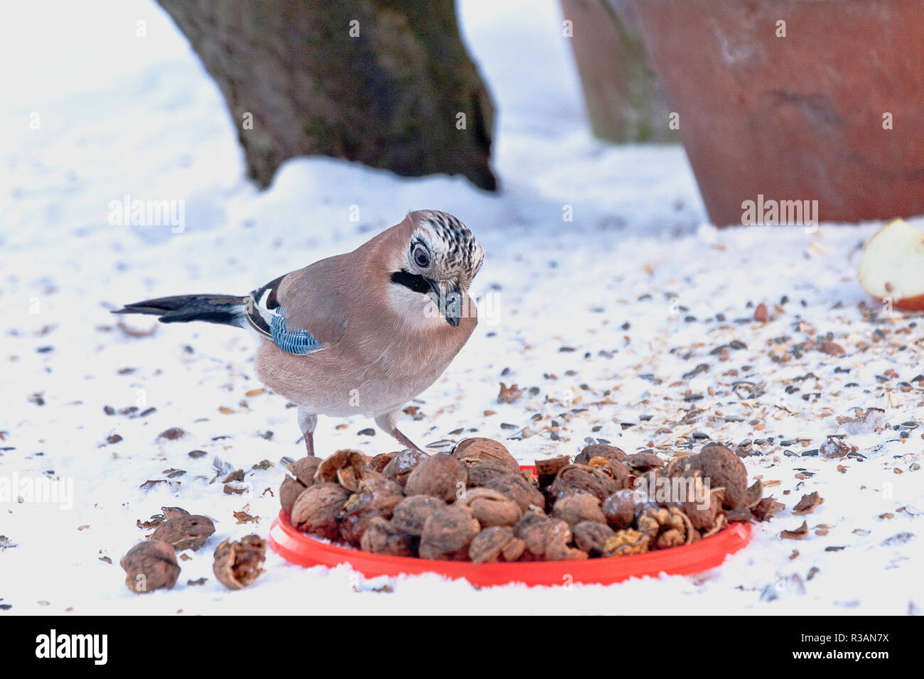 Jay bird nuts hi-res stock photography and images - Alamy