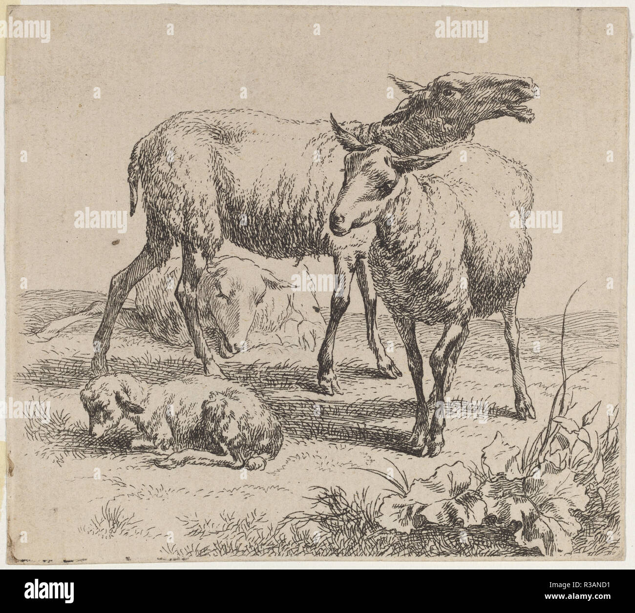 Sheep etching hi-res stock photography and images - Alamy