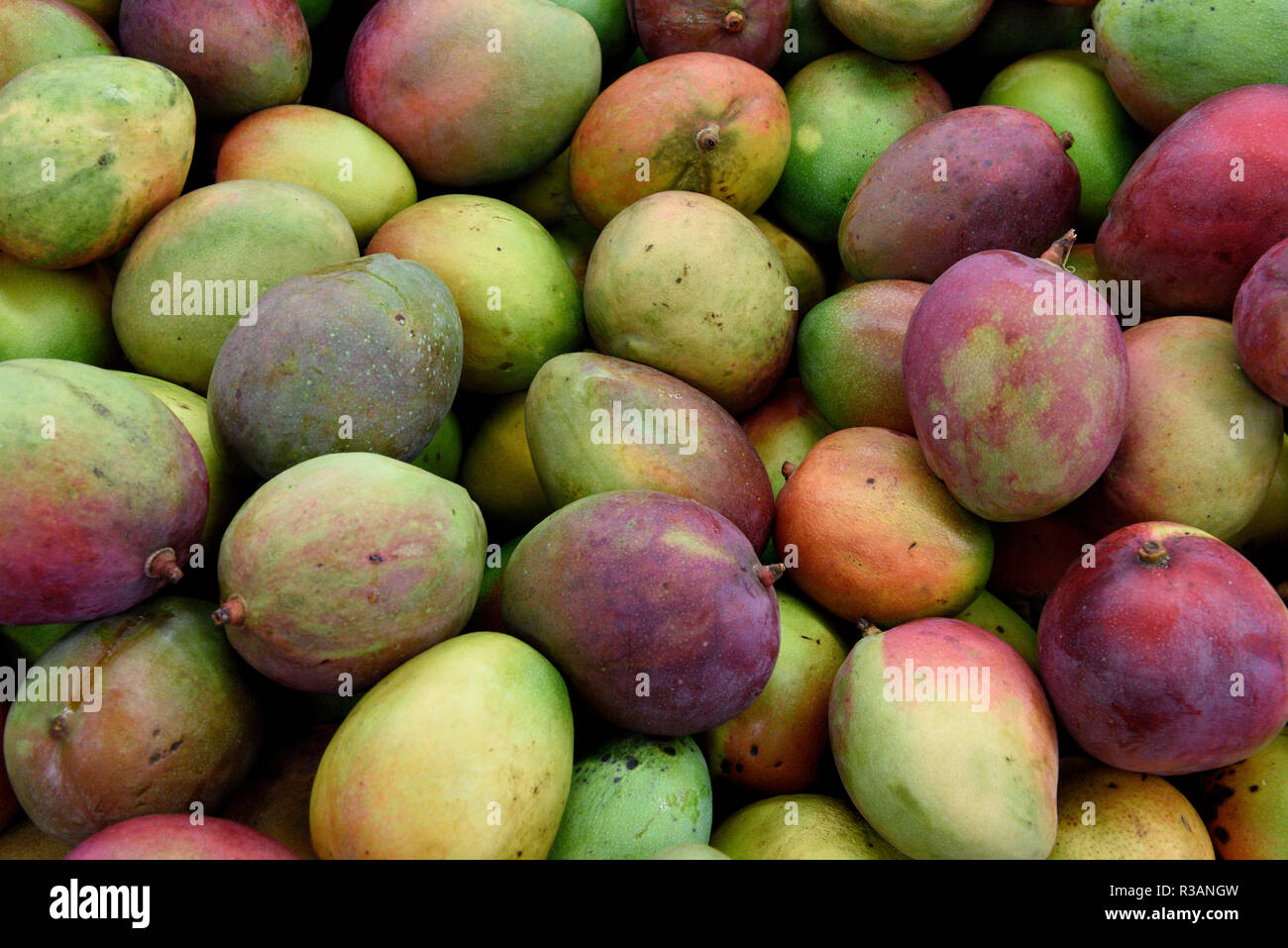 Colombian tropical Mango fruit, fresh harvested ripe colorful mango ...