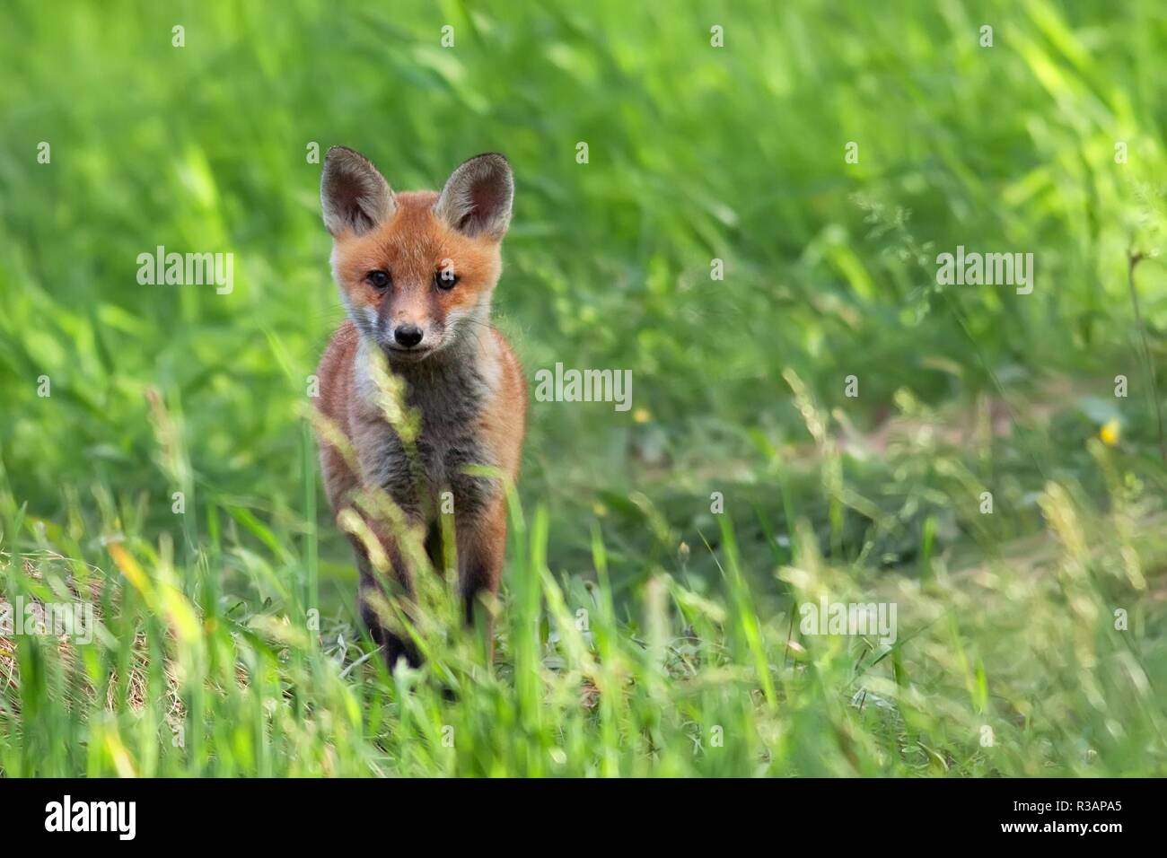 fox in a clearing Stock Photo - Alamy