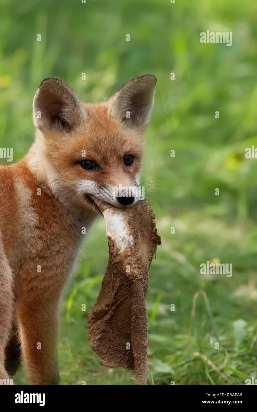 Red fox hunting mice hi-res stock photography and images - Alamy