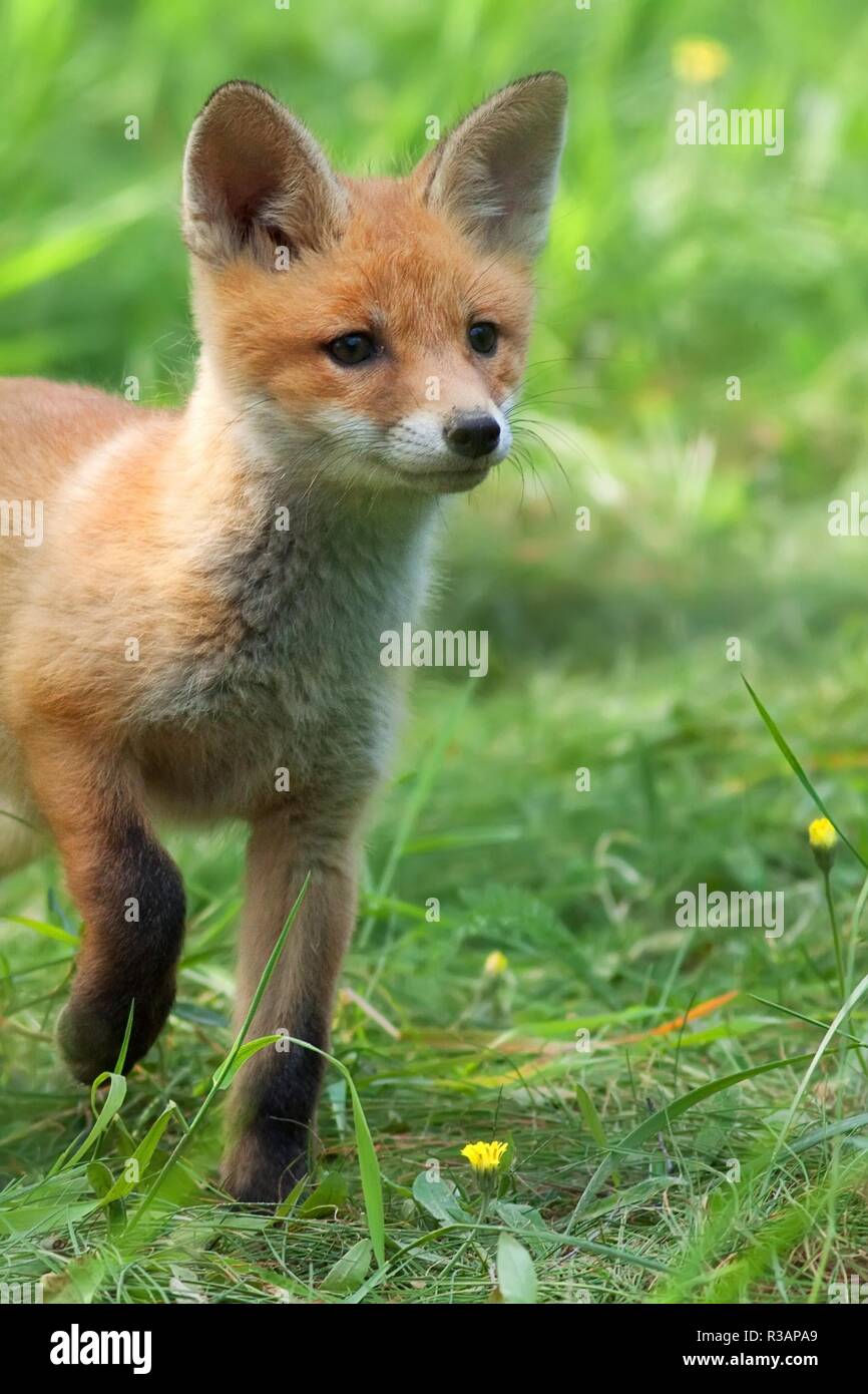 fox in the wild,in a clearing Stock Photo - Alamy