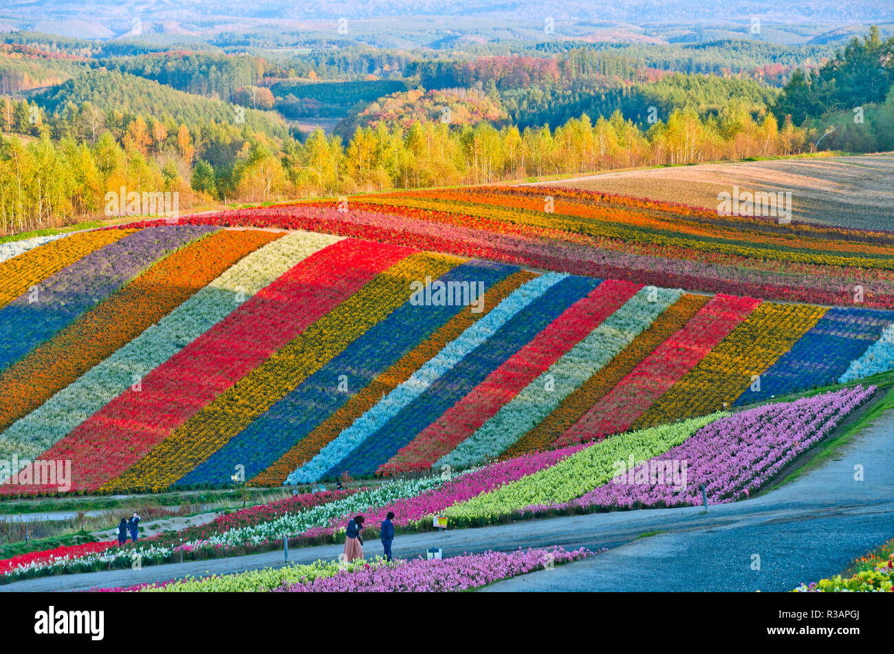 Farm in biei hi-res stock photography and images - Alamy