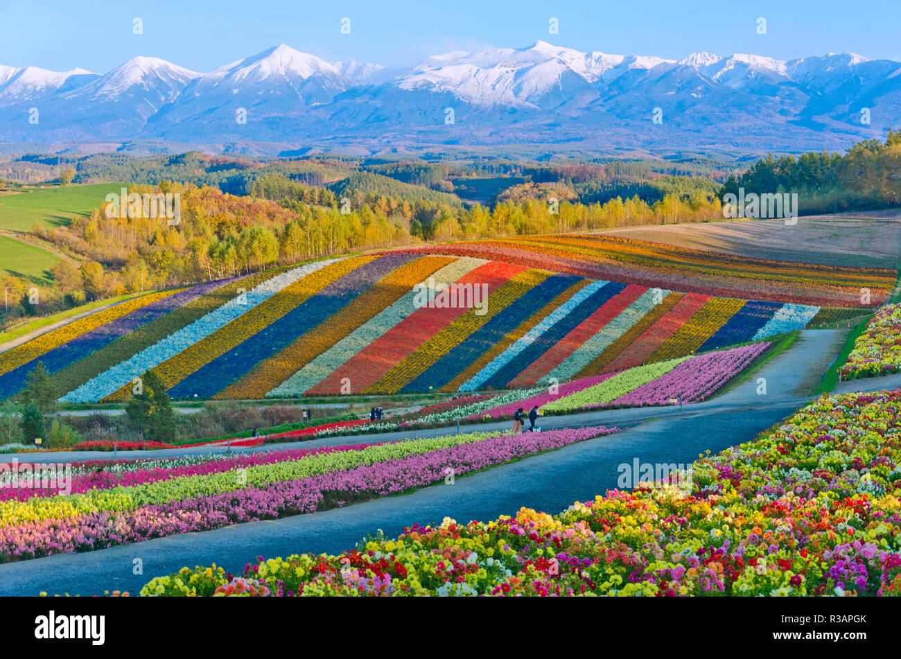 Hokkaido flower field hi-res stock photography and images - Alamy