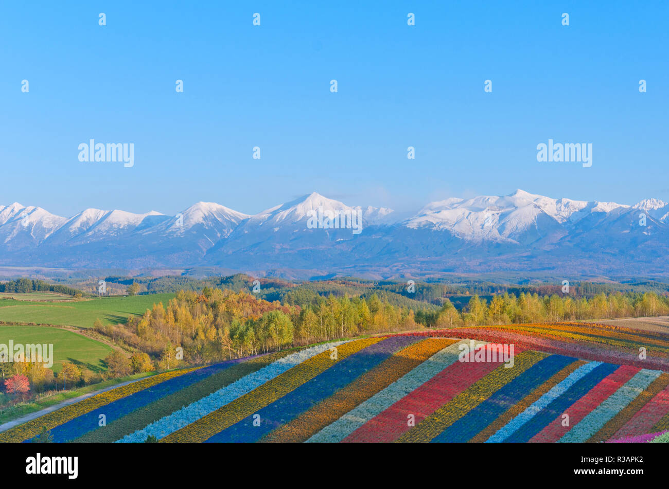 Beautiful flower field on the hill in Biei, Hokkaido, Japan Stock Photo ...