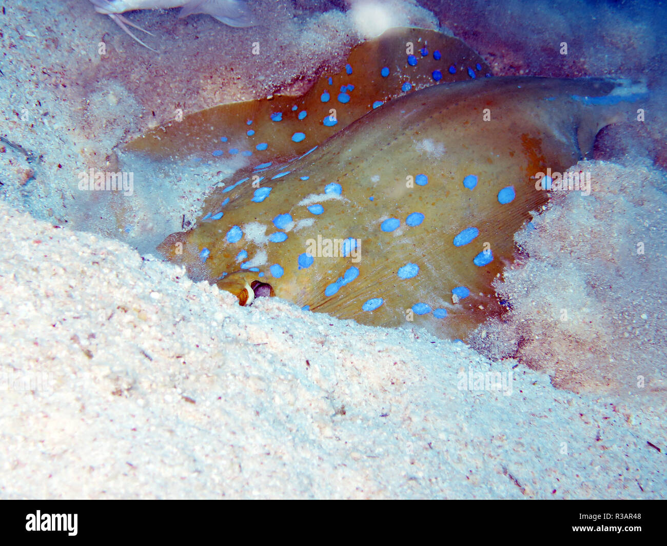 Underwater burrows hi-res stock photography and images - Alamy