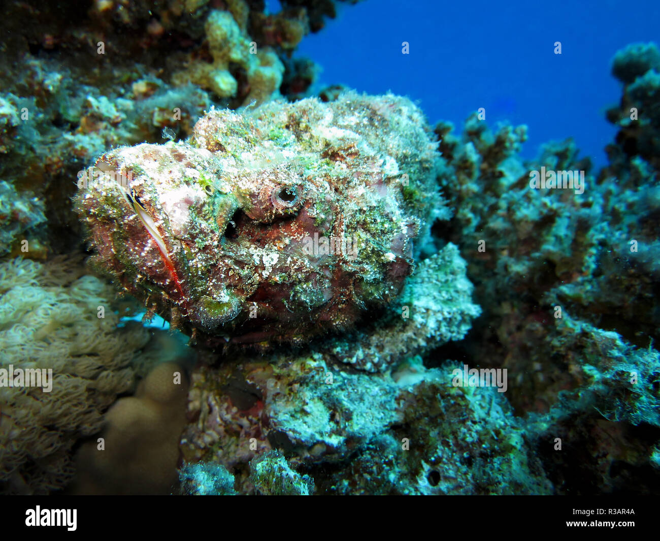 False stonefish scorpaenopsis diabolus hi-res stock photography and ...
