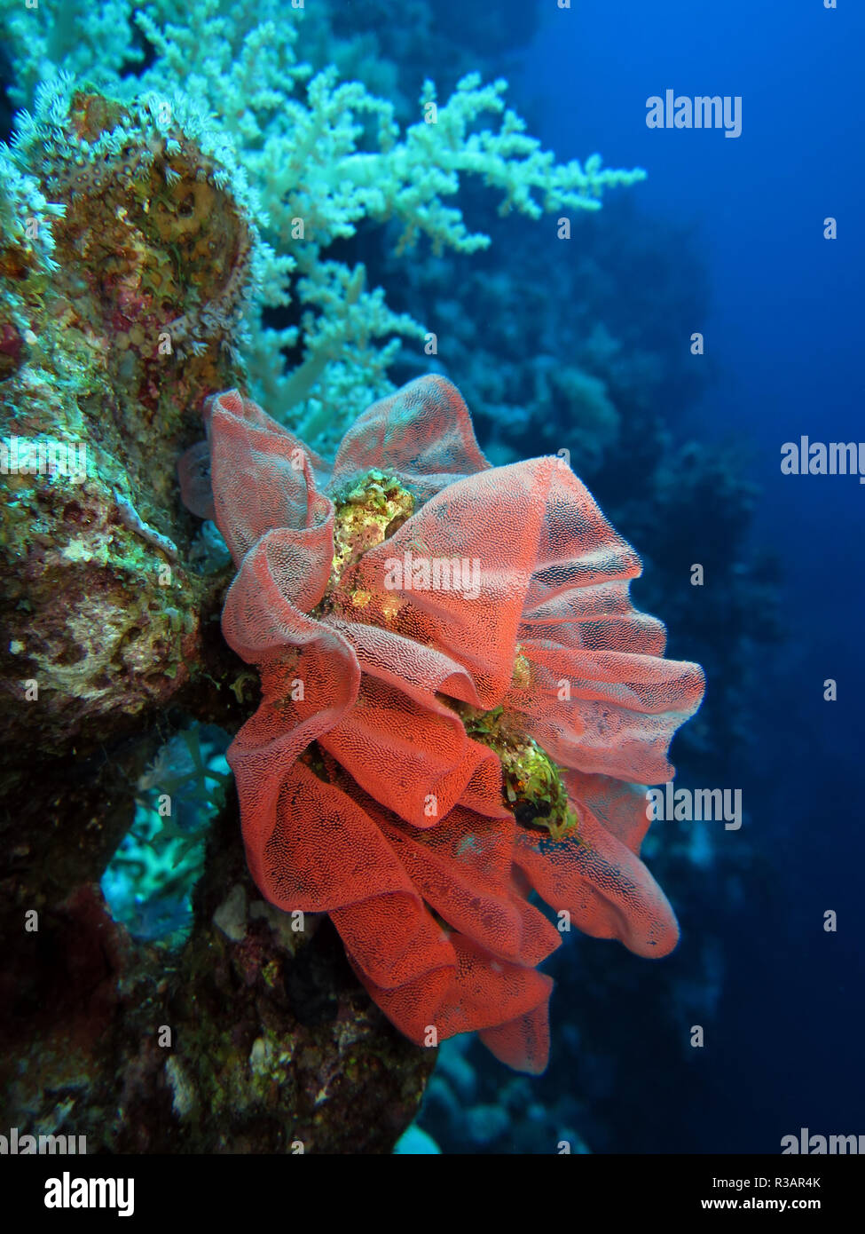 eggs of the spanish dancer Stock Photo - Alamy