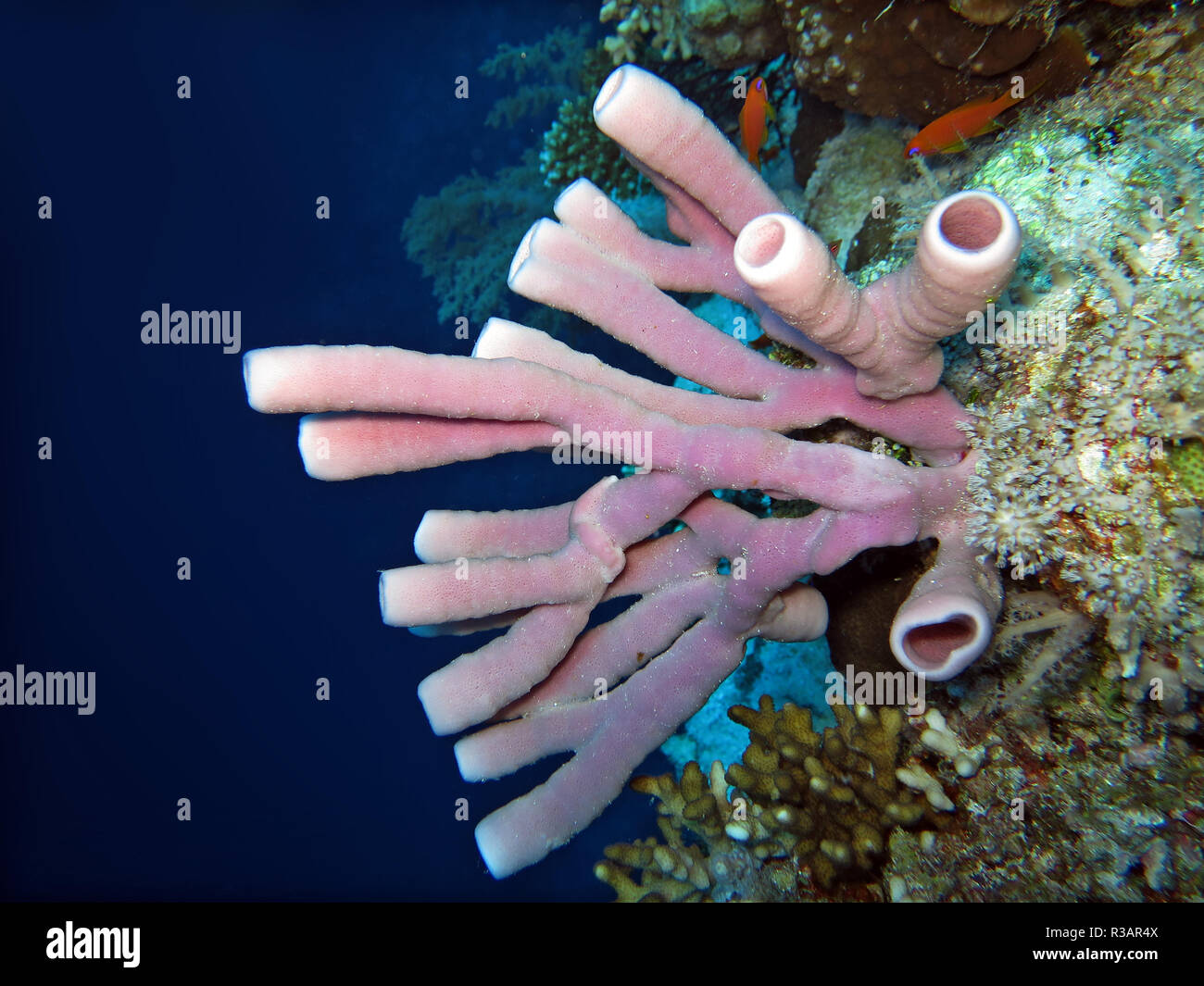 Siphonochalina siphonella hi-res stock photography and images - Alamy