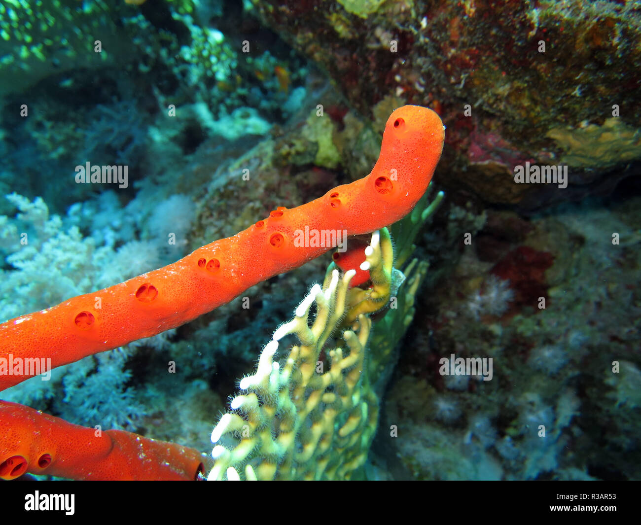 Fire sponge hi-res stock photography and images - Alamy
