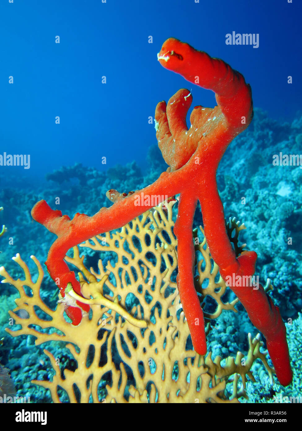 Fire sponge hi-res stock photography and images - Alamy