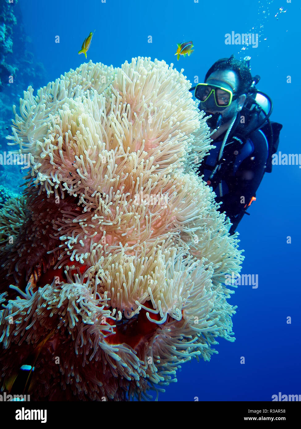 diving in the coral reef Stock Photo - Alamy