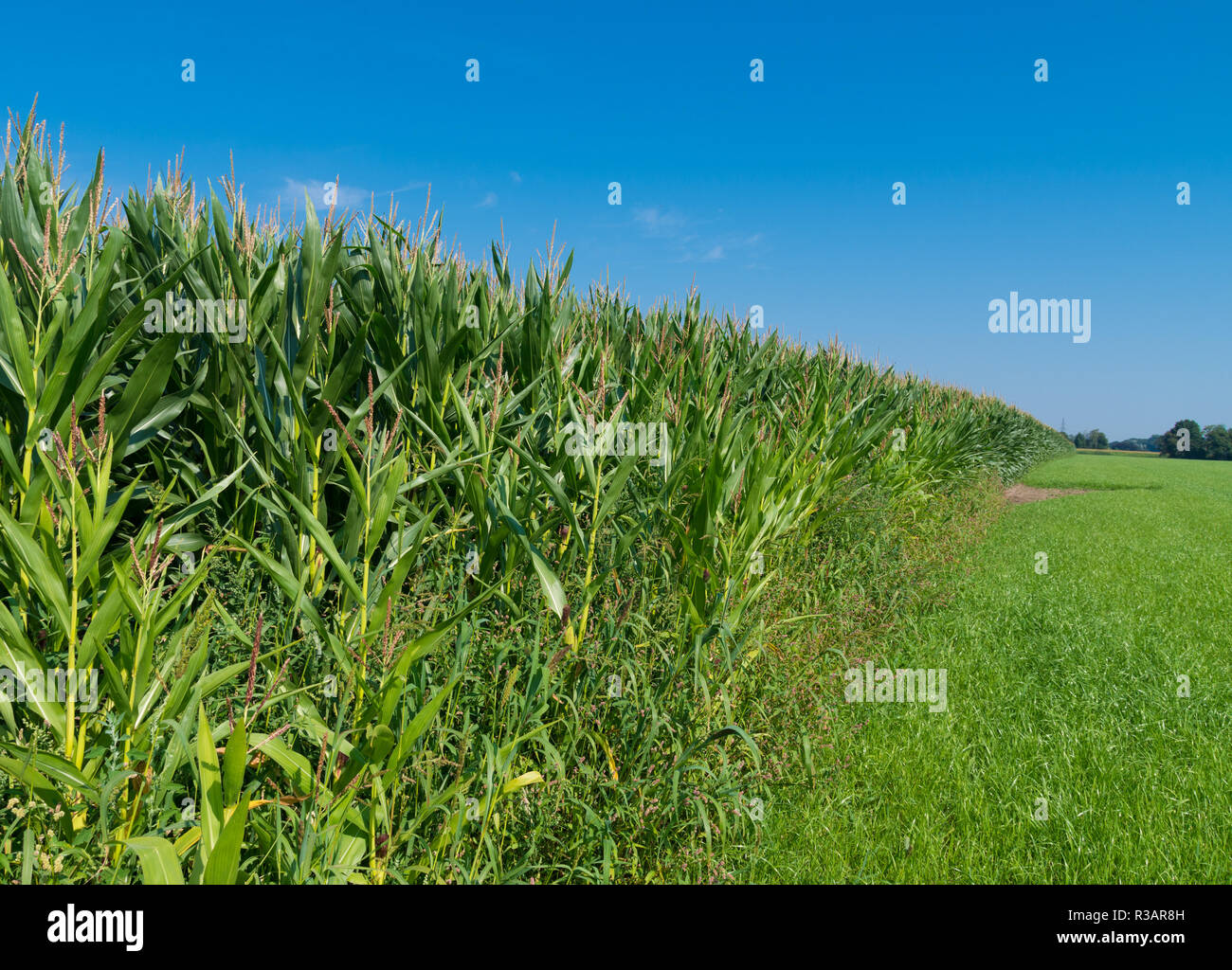 Maize corn field netherlands hi-res stock photography and images - Alamy