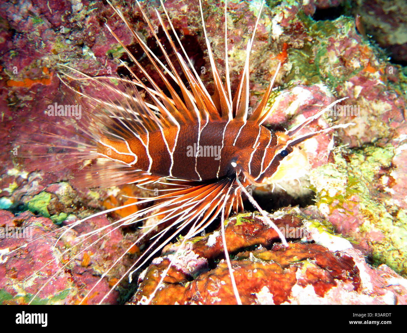 Radial firefish pterois radiata hi-res stock photography and images - Alamy