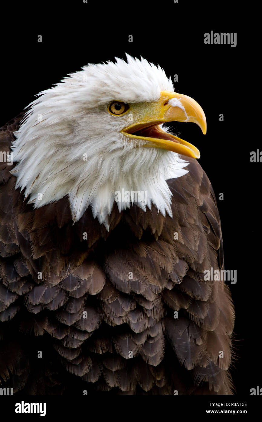 Eagle and collar hi-res stock photography and images - Alamy