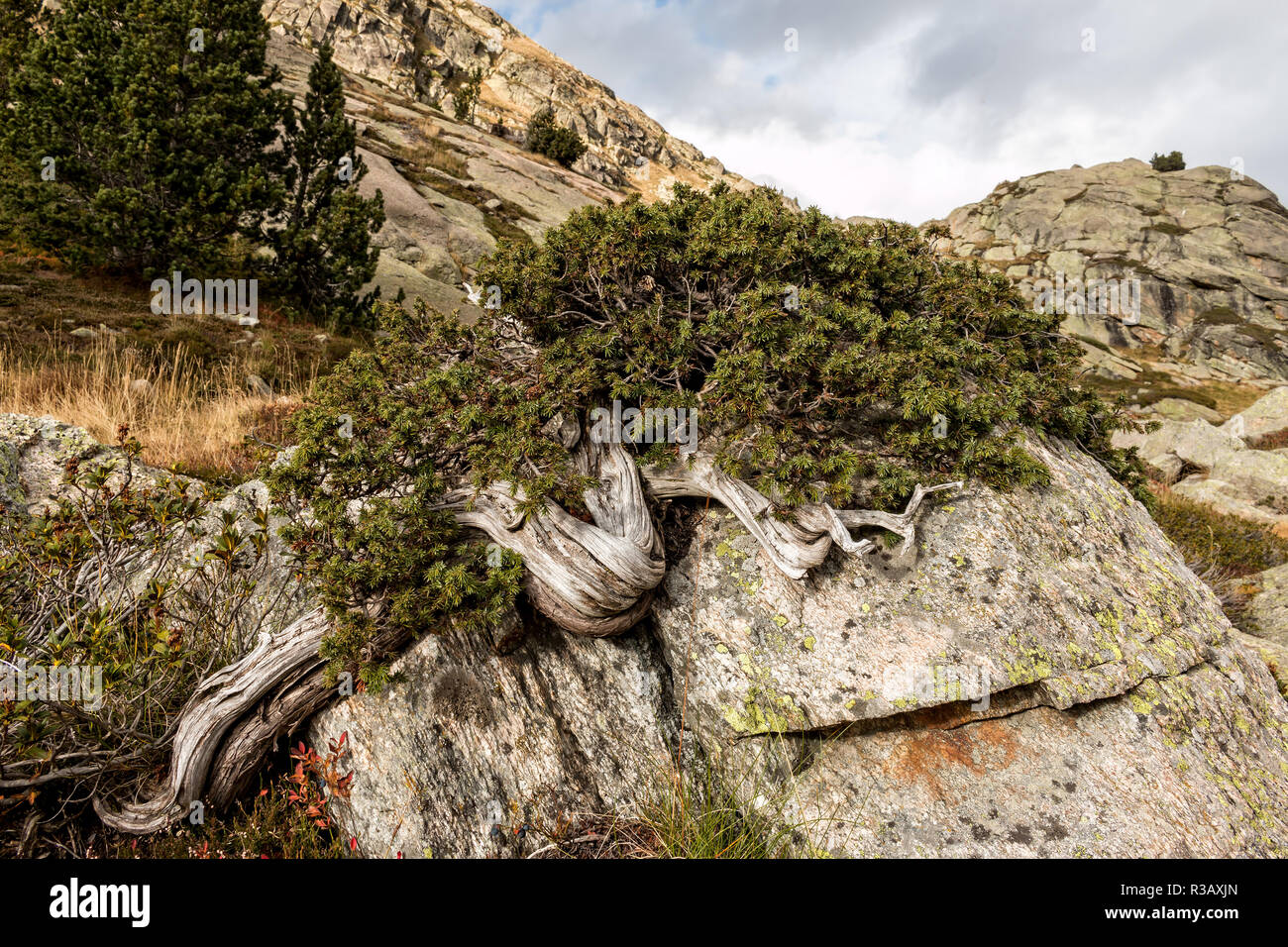 Lone pine lookout hi-res stock photography and images - Alamy